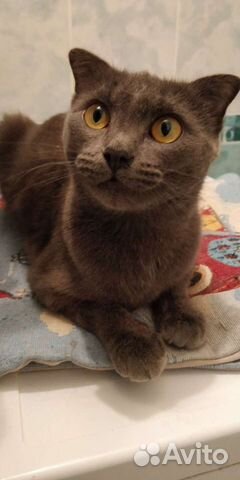 Кошка Ника ищет дом