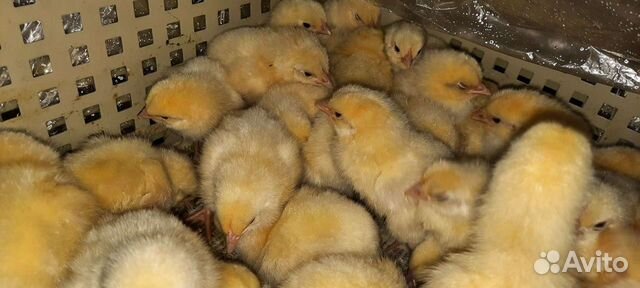 Цыплята суточные
