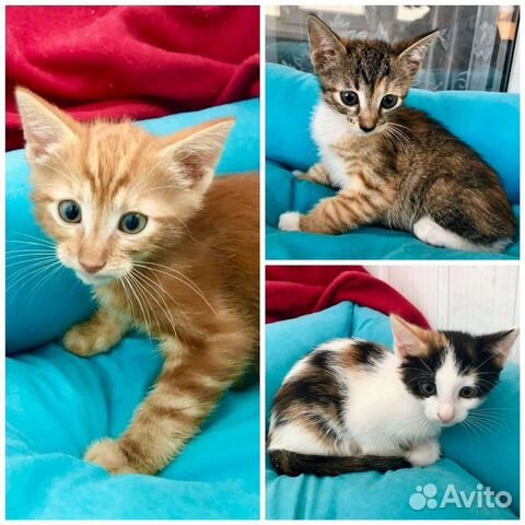 Котячий детский сад