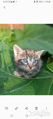 Котята в дар привезу котенок мальчик