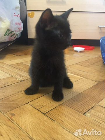 Кошка