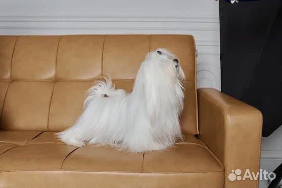 Мальтезе кобель FCI для вязки Красноярск