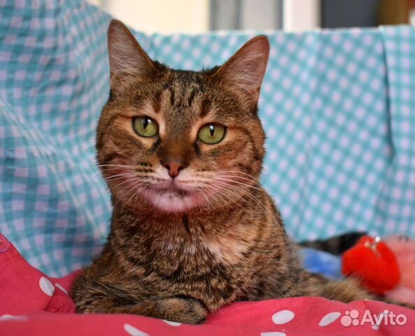 Особенная кошечка Лаки