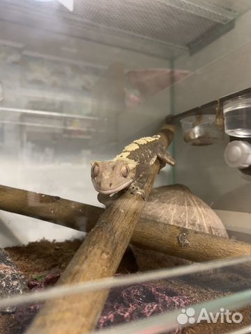 Реснитчатый бананоед