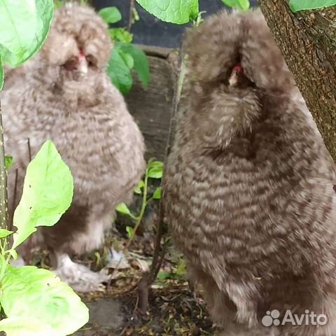 Шоколадные китайские шелковые