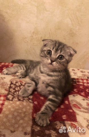 Шотландская вислоухая кошечка ищет себе семью
