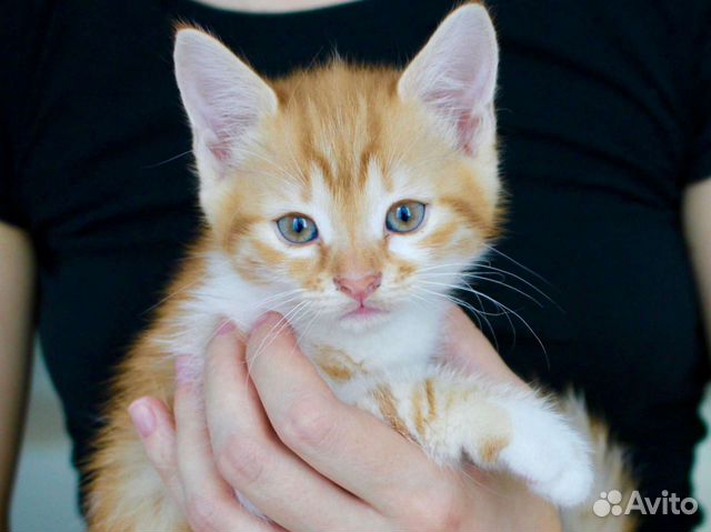 Котенок Нюша Ищет Дом