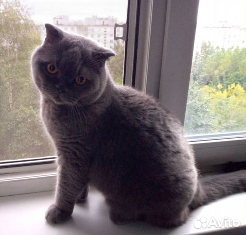 Найден толстый кот