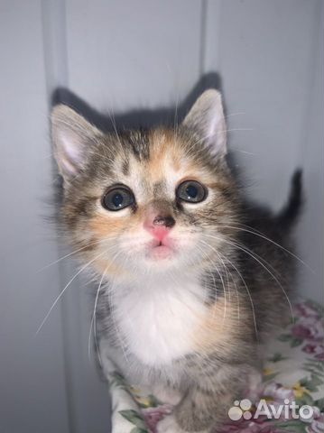 Малышка ищет дом. 1 месяц