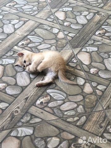 Котята чистокровные шотландцы, отдаю в добрые руки