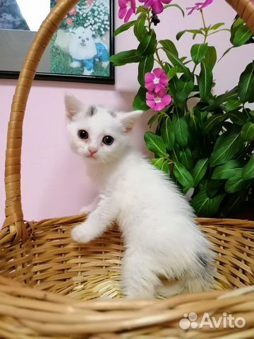 Котенок ангелочек Анджи