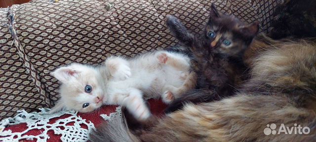 Чудные котята