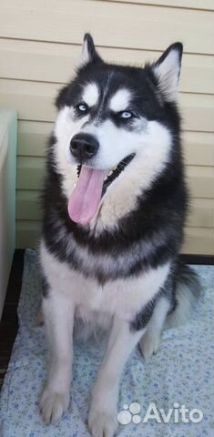 Щенки хаски (маламут)