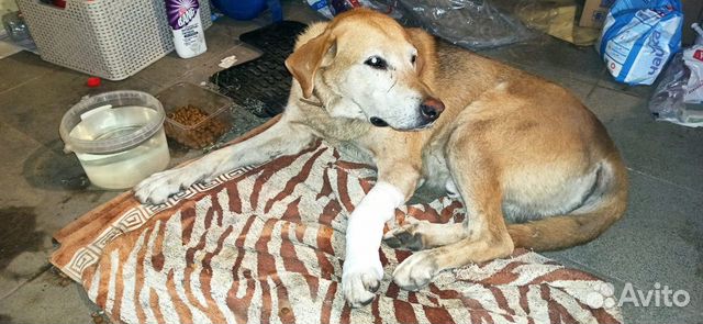 Воронеж Центр Найден рыжий кобель в ошейнике