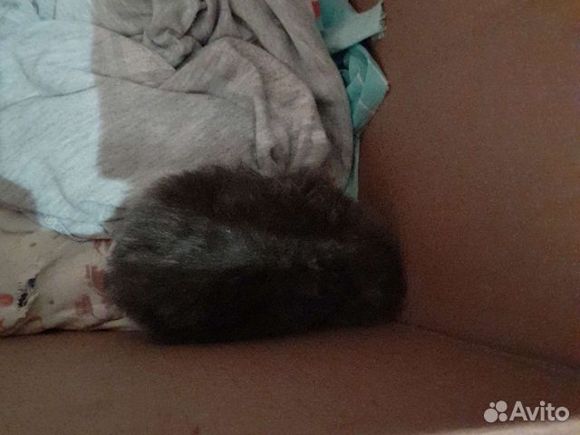 Отдаю котенка британка