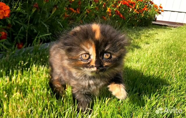 Очаровательные шотландцы редких окрасов