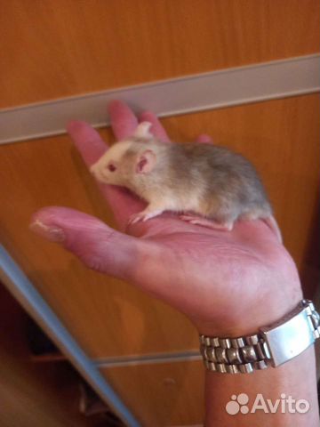 Крыса дамбо