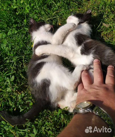Прикольные котята