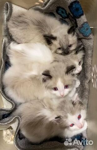 Отдам даром игривых котят