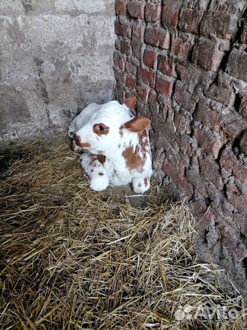 Продам телочку