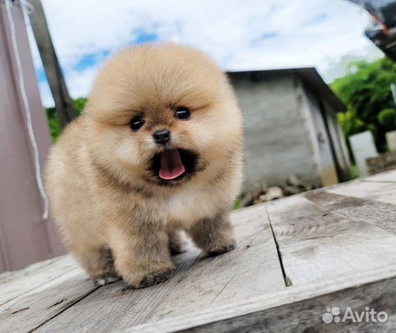 Померанский шпиц мини