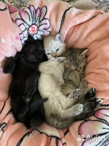 Котенок сибирский к 1 сентября