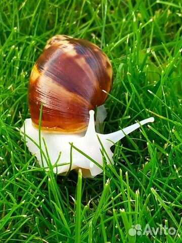 Улитки Ахатины