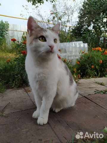 Трёхцветная кошка Лися