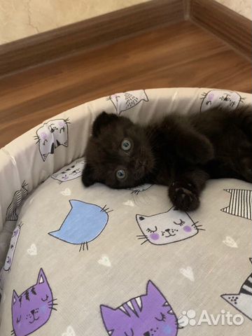 Милая Вислоушка