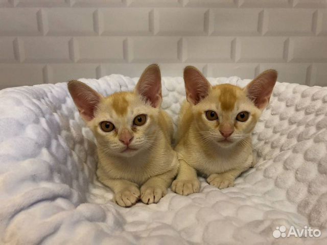 Бурма редкого красного окраса и соболь