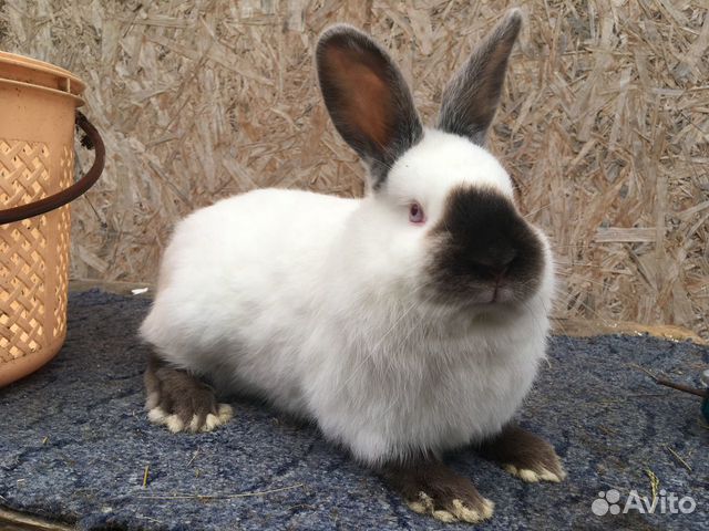 Племенные кролики