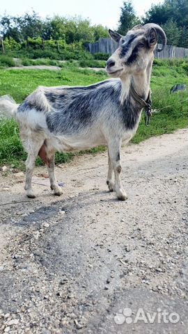 Коза дойная молочная, козел, козочка