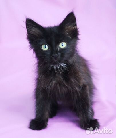 Котёнок Боня в добрые руки