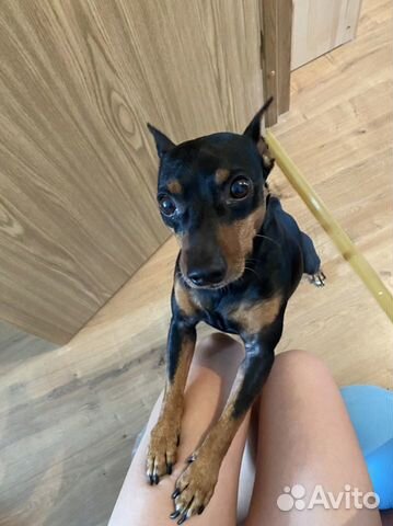 Цвергпинчер