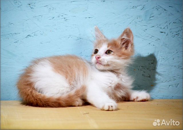 Котеночек Бублик в добрые руки