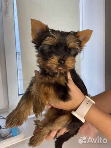 Йоркширский терьер щенок