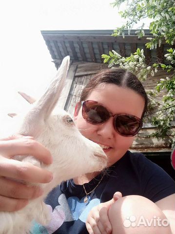 Две молодые козы Заненские