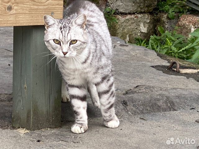 Шотландский прямоухий невероятно красивый кот