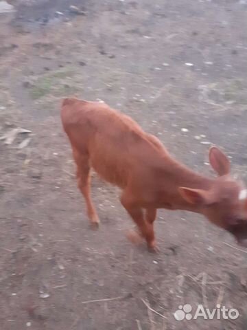 2 тёлочки одной полтора месяца второй месяц