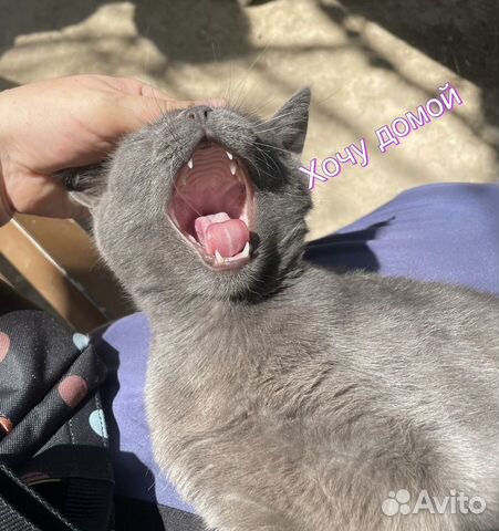 Умная молодая кошка с хорошим характером