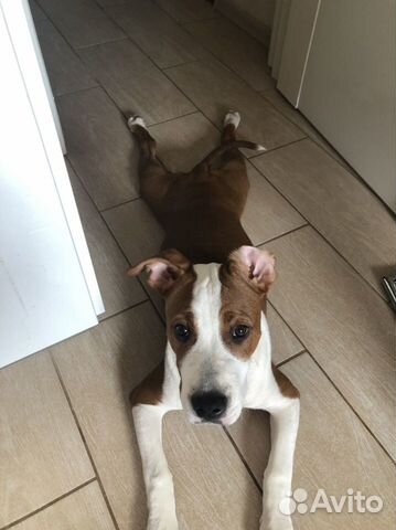 Стаффордширский терьер