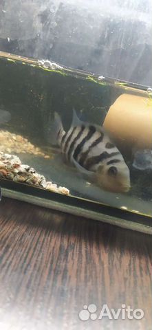 Обменяю на мирных рыбок