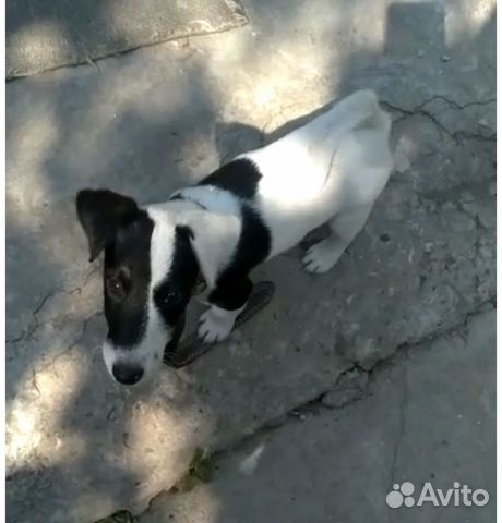 Собака