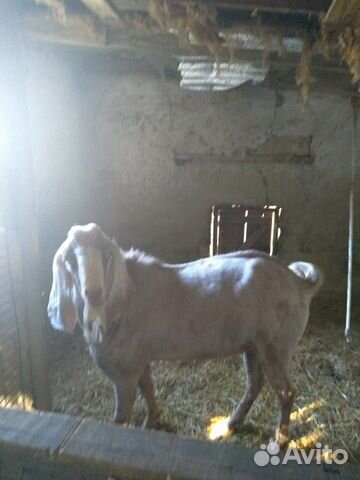 Козел на случку,ждёт невест.крупный,крепкий камори