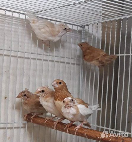 Японские амадины