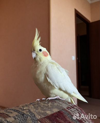 Попугай породы Корелла