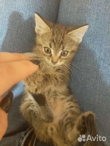 Русские сибирские котята