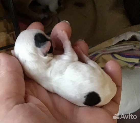 Чихуахуа micro и mini РКФ