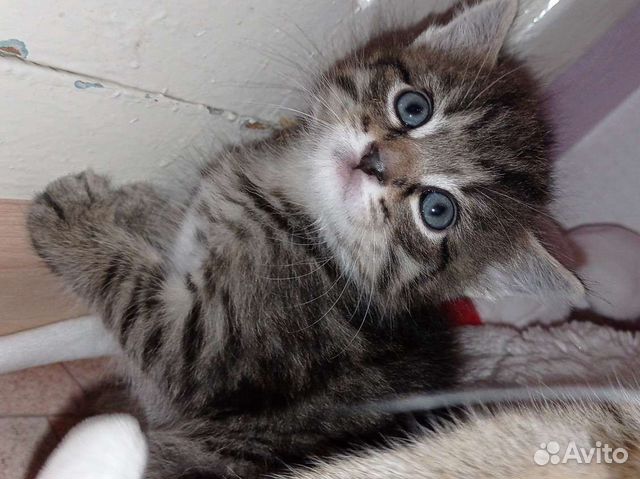 Котик в дар