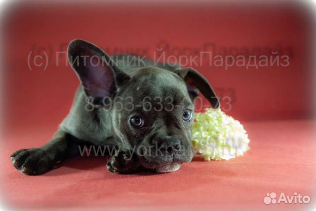 Голубой французский бульдог